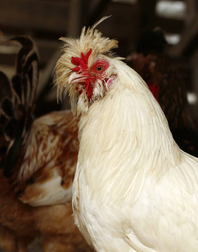 Breed Profile: Pavlovskaya Chicken - Backyard Poultry